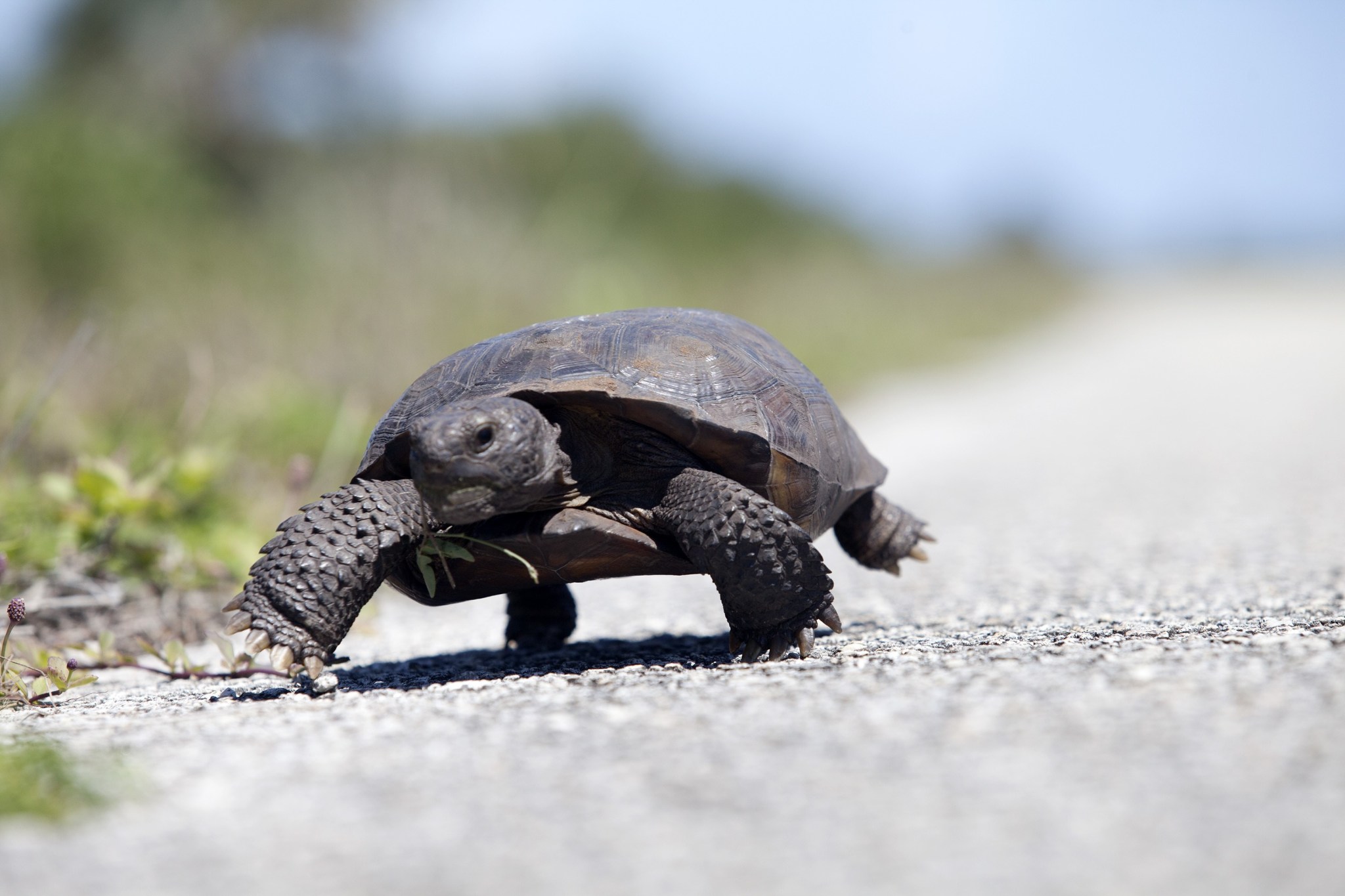 Tortoise Takes a Leisurely Stroll - Space Launch Schedule