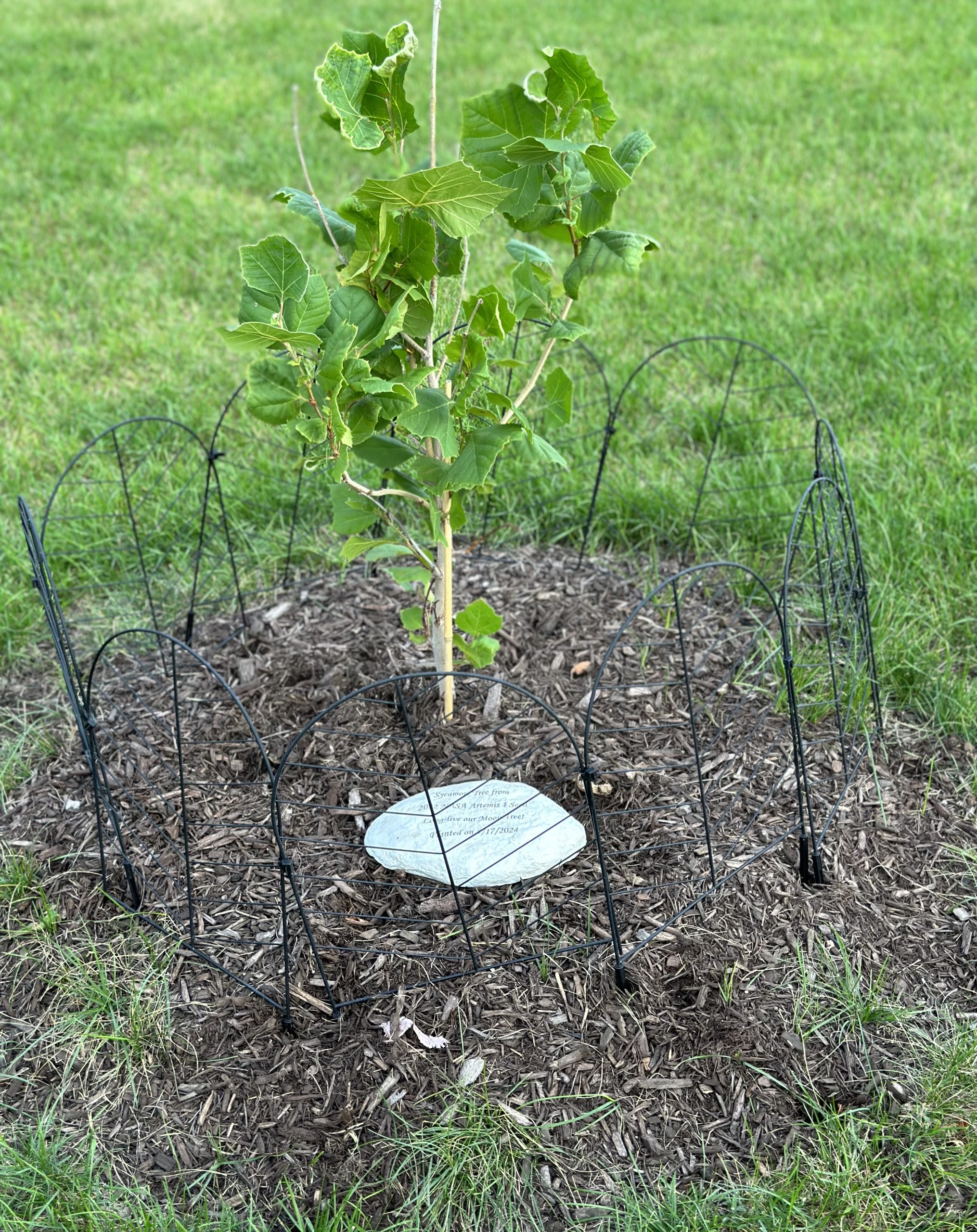 They Grow So Fast: Moon Tree Progress Since NASA’s Artemis I Mission ...
